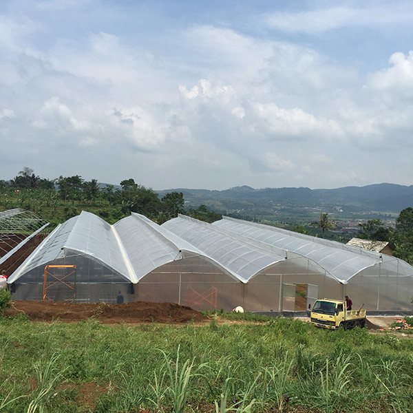 Large PVC Greenhouse for Horticulture with Automated Ventilation
